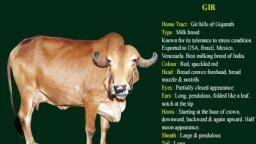 GiR Milk Breed - Animal Husbandry - Notes - Teachmint