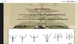 base of lamina - botany - Notes - Teachmint