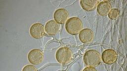 Glomus fungus - BIOLOGY - Notes - Teachmint