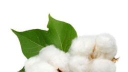 Bt cotton - BIOLOGY - Notes - Teachmint