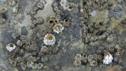 Barnacles - BIOLOGY - Notes - Teachmint