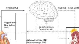 Bp Regulations - HumanAnatomy & Physiology - Notes - Teachmint
