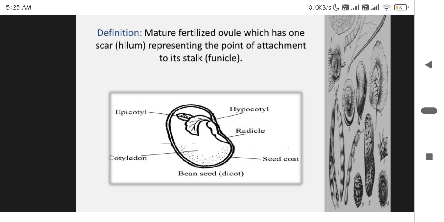 seeds defination - botany - Notes - Teachmint