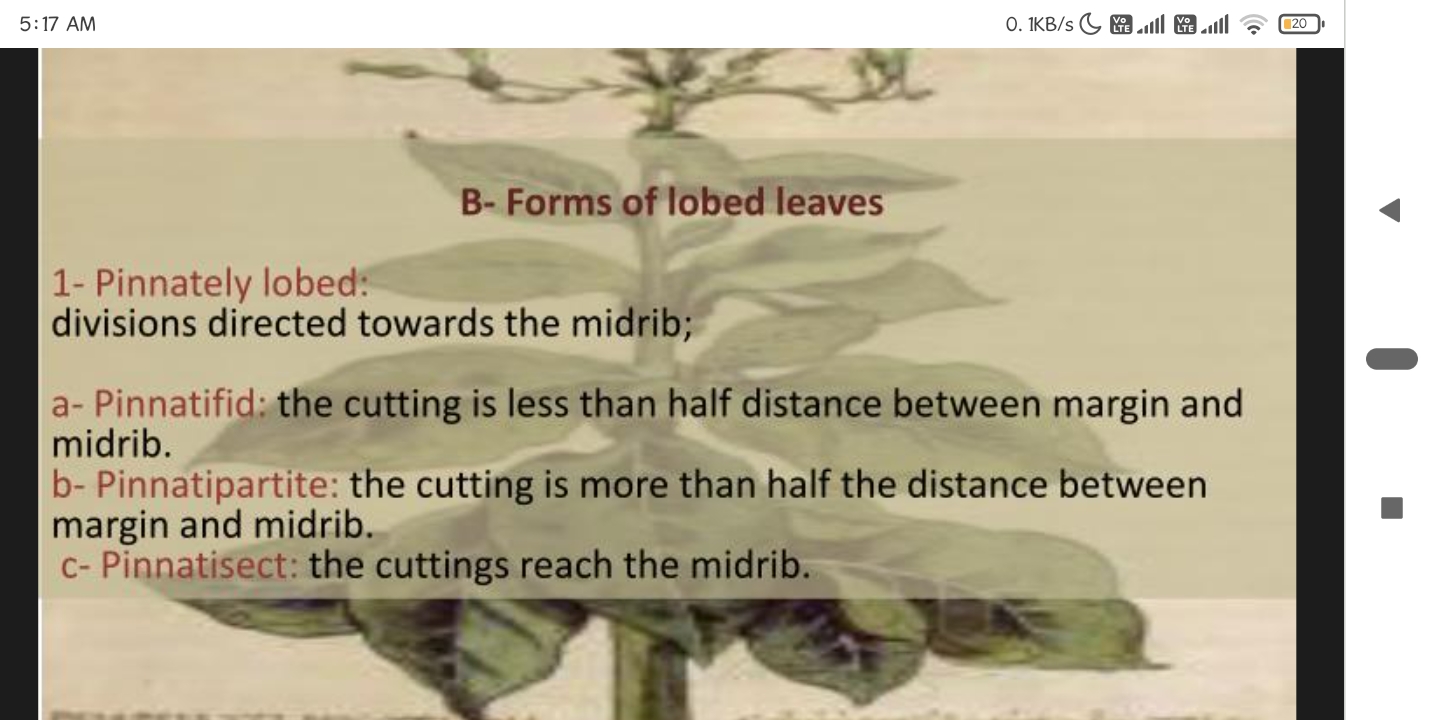 forms of lobed leaf - botany - Notes - Teachmint