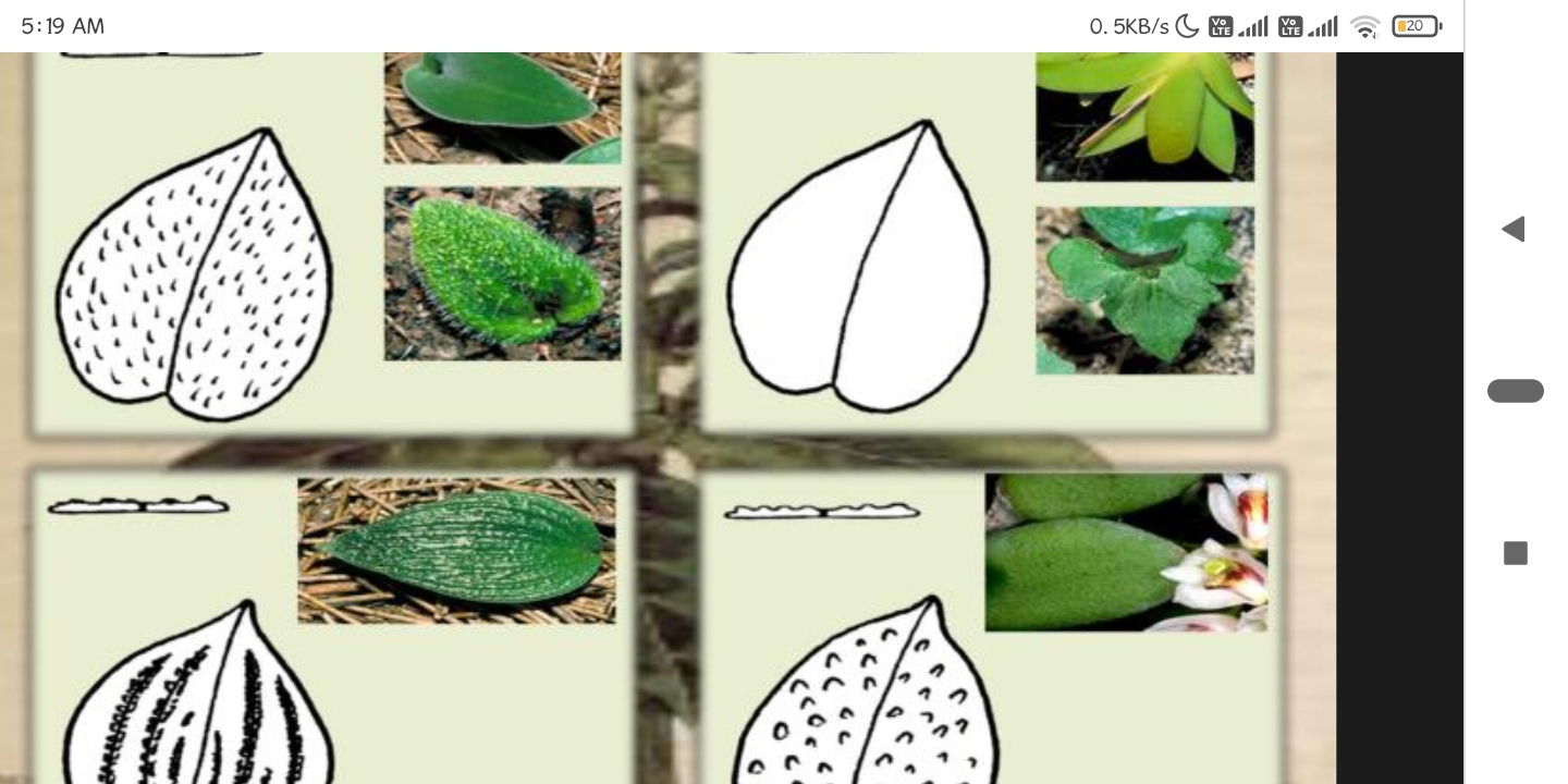 leaf surface shape - botany - Notes - Teachmint