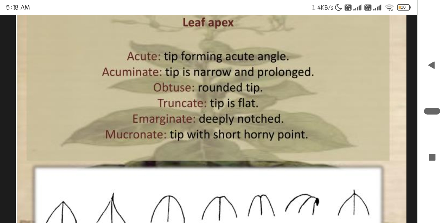 leaf apex - botany - Notes - Teachmint