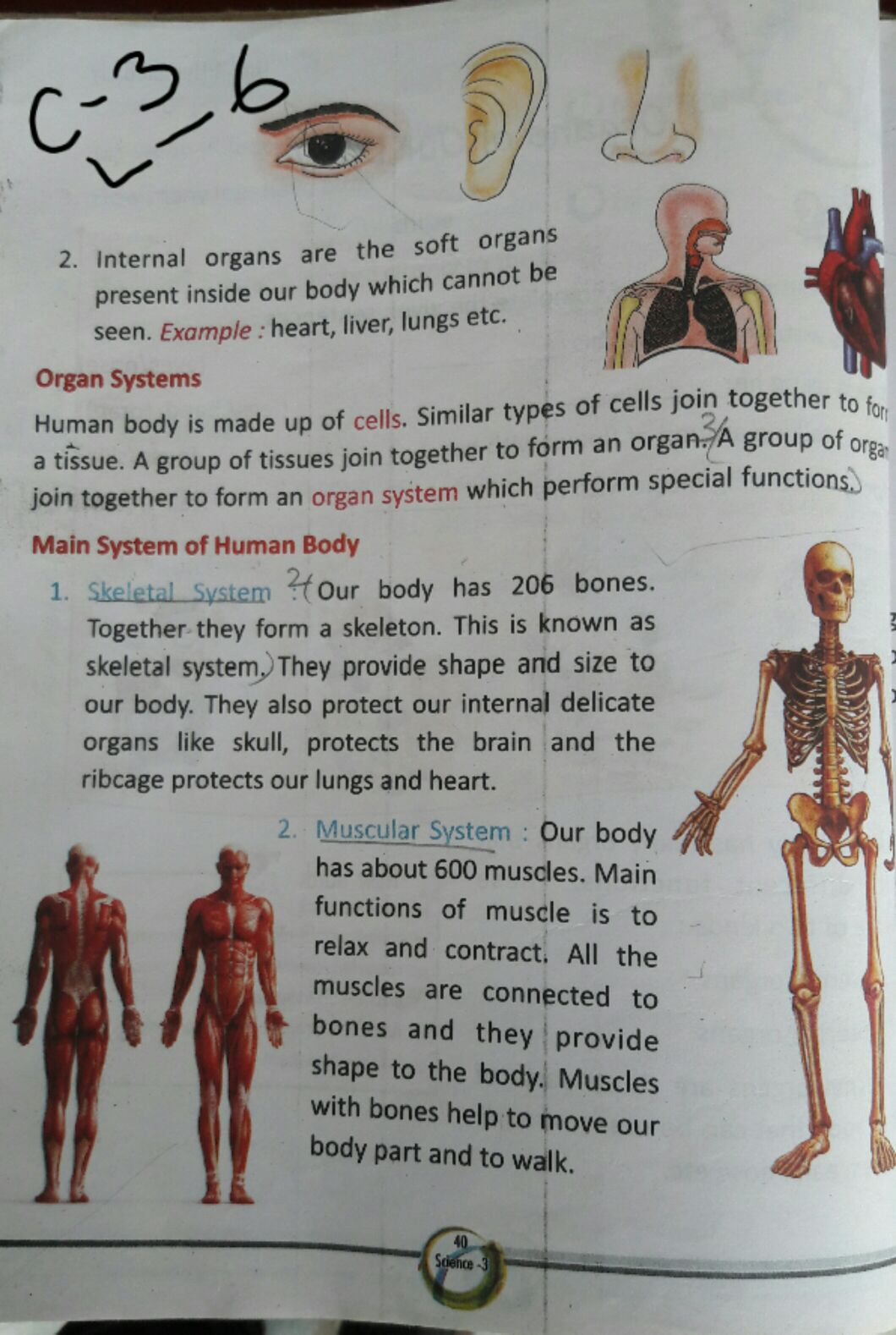Skeleton System And Muscles - Mathematics - Assignment - Teachmint