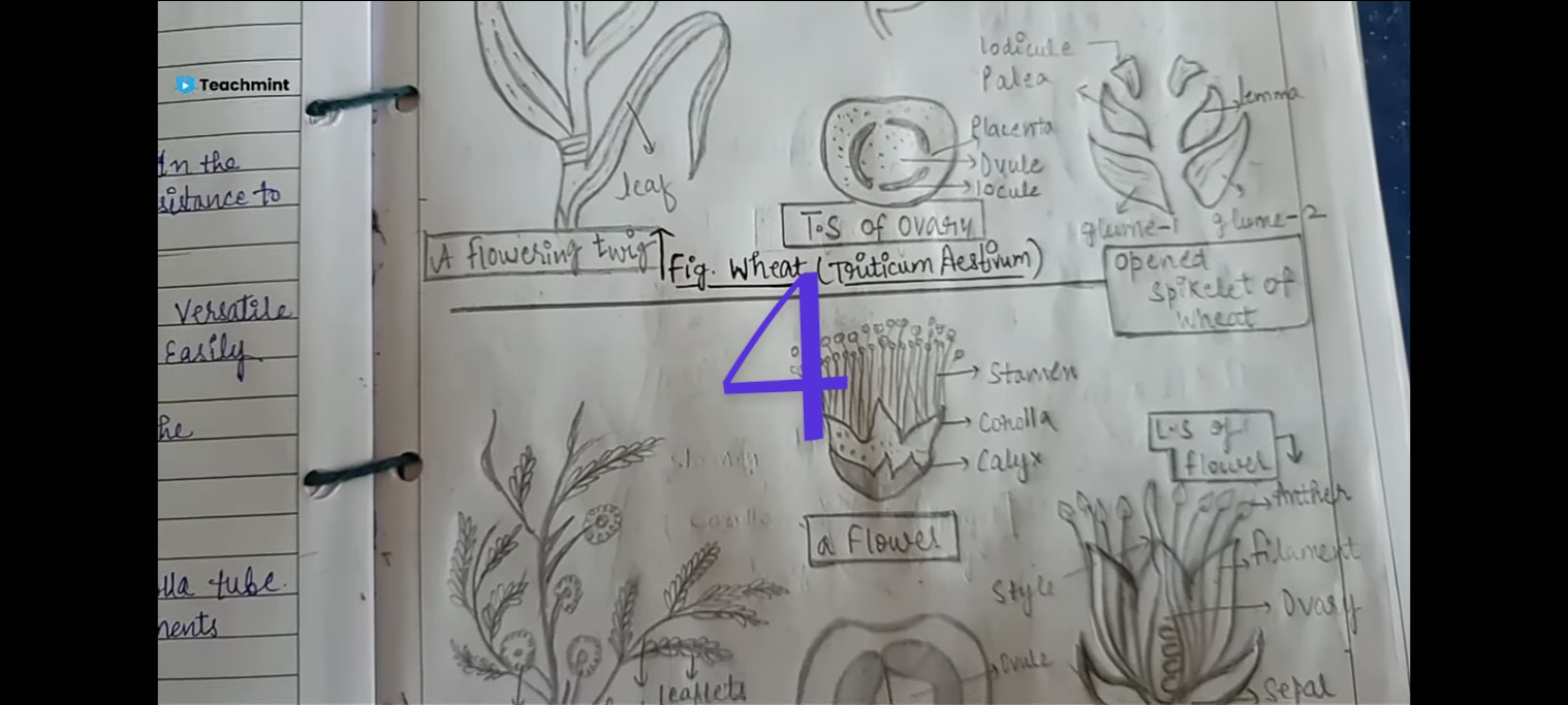 4 - Biology - Notes - Teachmint