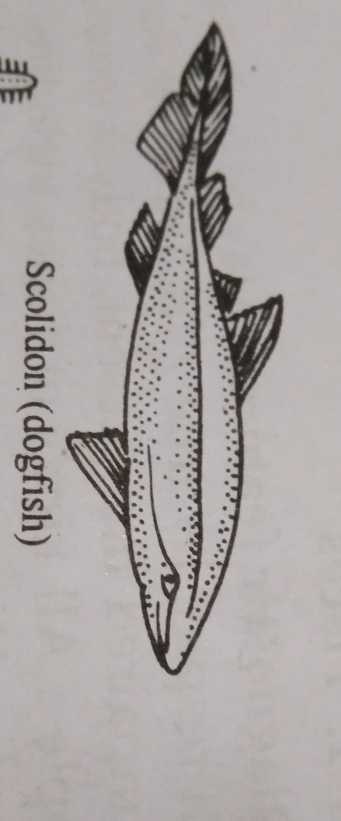 Figure Scoliodon - Biology - Notes - Teachmint