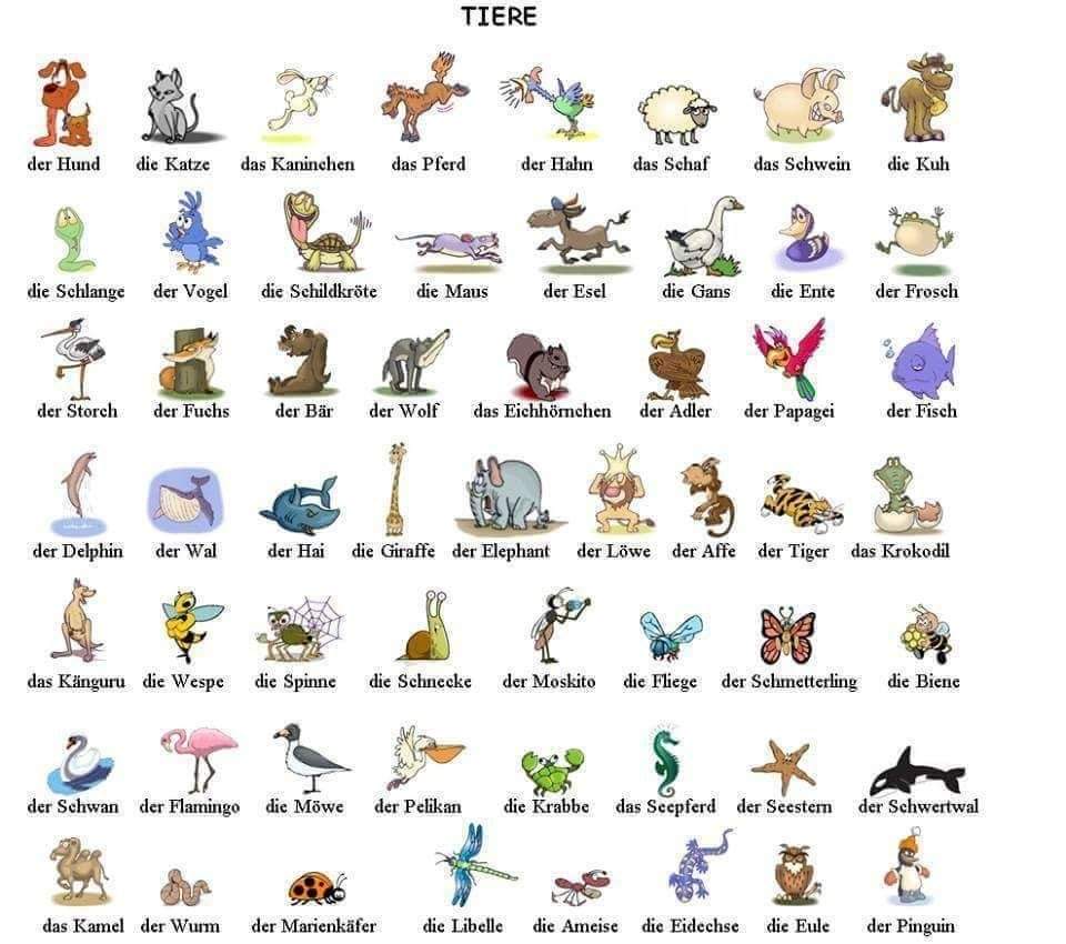 Tiere - German - Notes - Teachmint