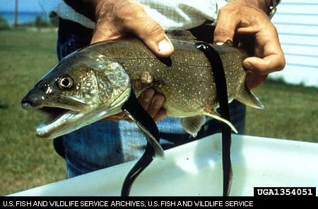 Lampreys Attatched To The Body Of Fish - Biology - Notes - Teachmint
