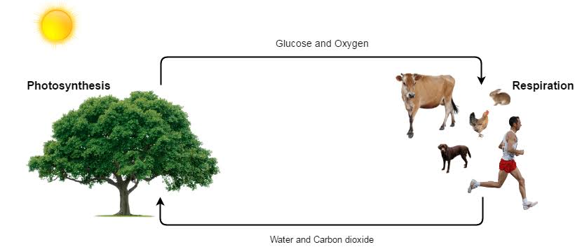 images (34).jpeg - Science - Notes - Teachmint