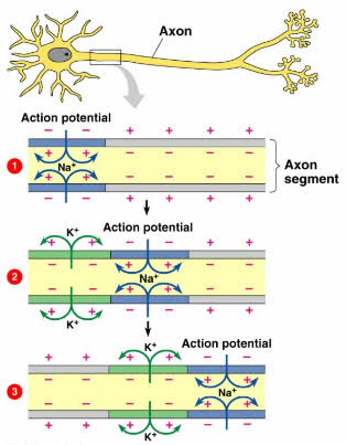 Nerve Impulse Action Potential