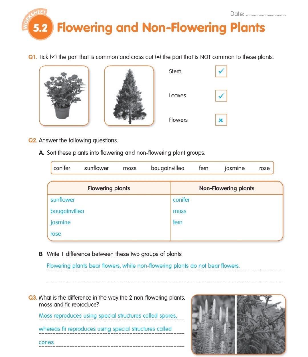 Flowering Plants Worksheet Answers Best Flower Site