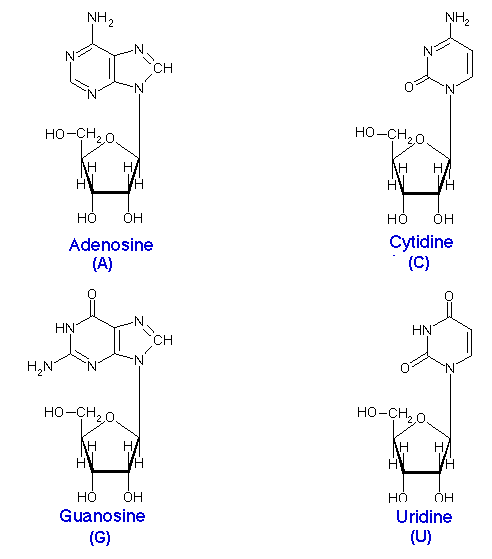 Nucleotides - Biology - Notes - Teachmint