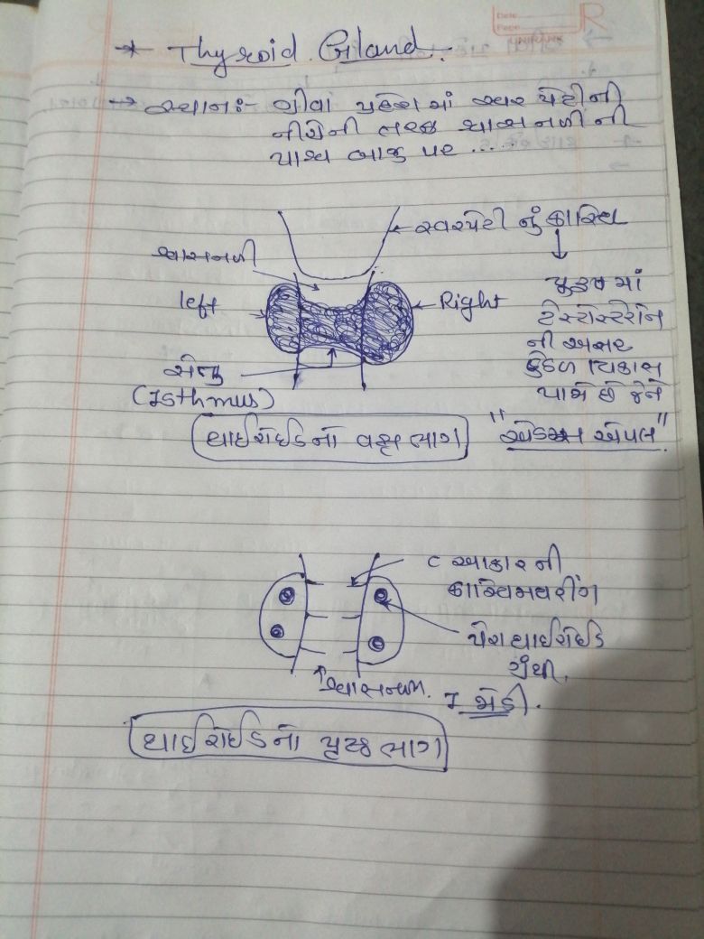 Thyroid Gland - Biology - Notes - Teachmint