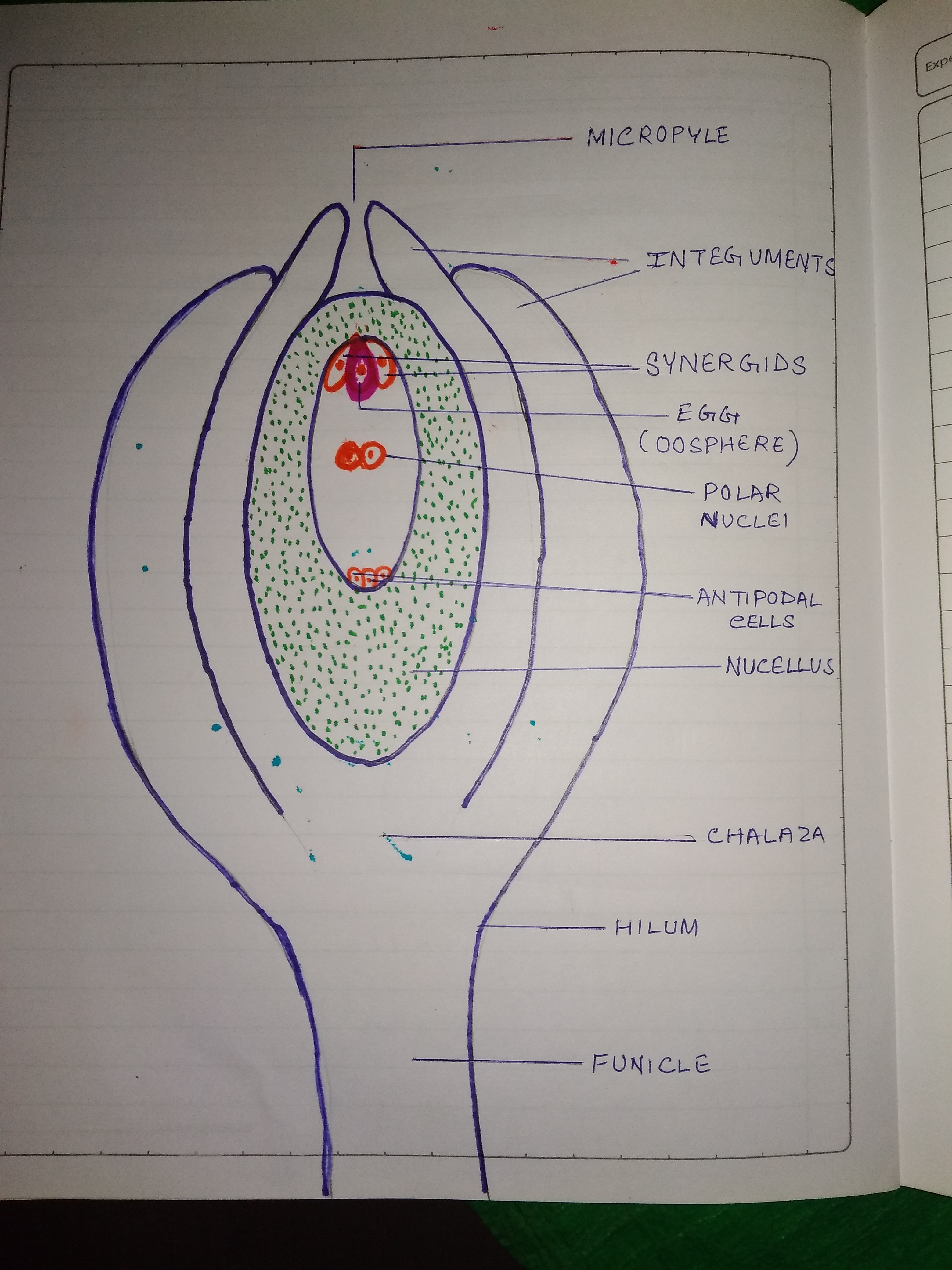 Orthotropous Ovule.jpg - Biology - Notes - Teachmint