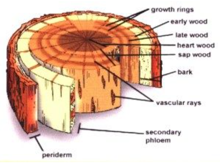 Heartwood And Sapwood - Biology - Notes - Teachmint