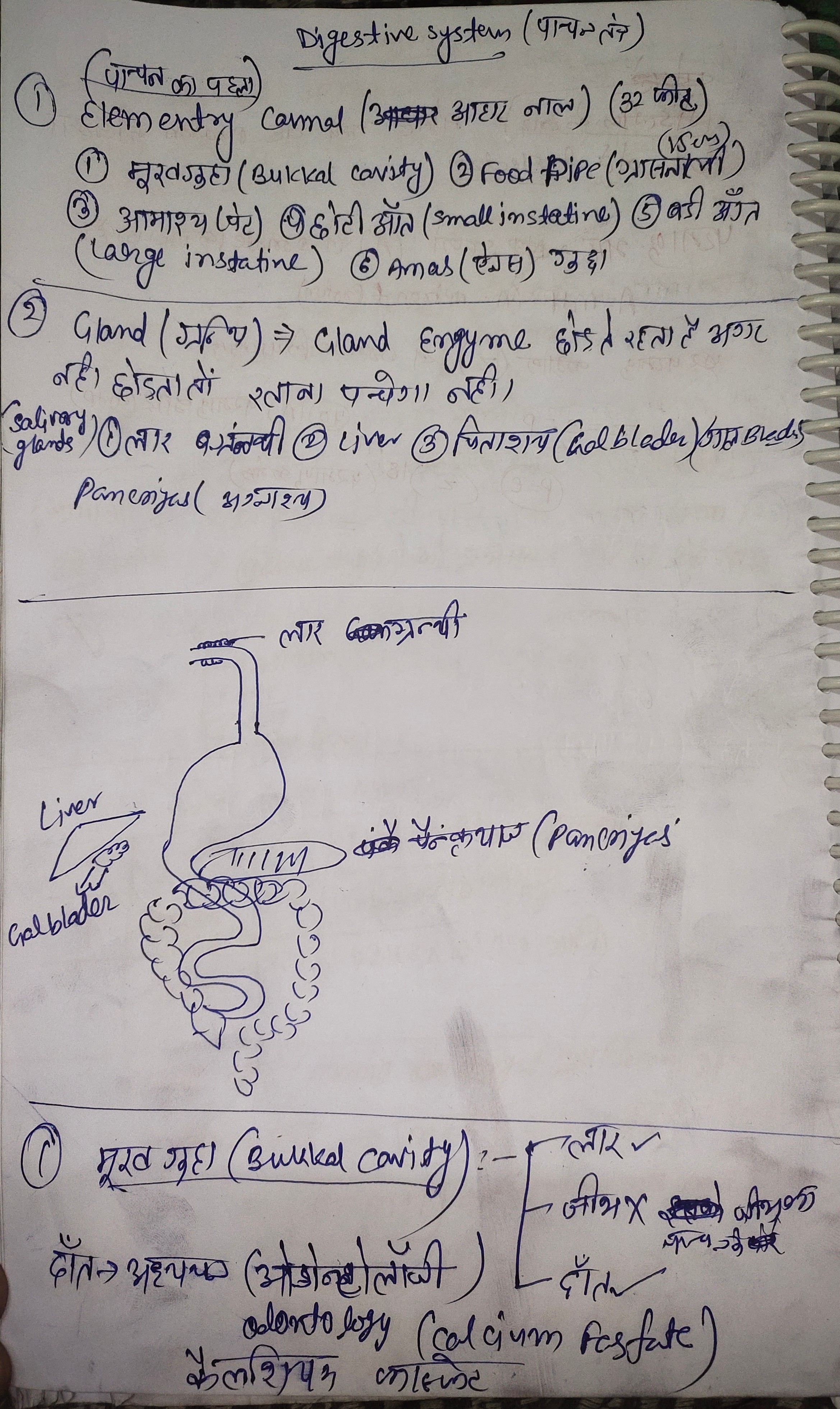 Digestive System 01 - Only Gk Gs - Notes - Teachmint