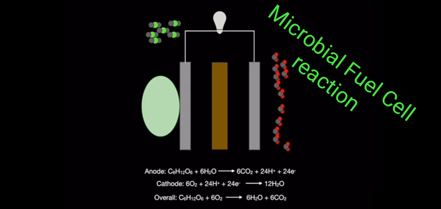 Microbial Fuel Cell - Engineering Chemistry - Notes - Teachmint