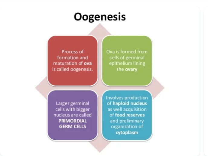 Oogenesis,B.Sc 2nd - Zoology - Notes - Teachmint