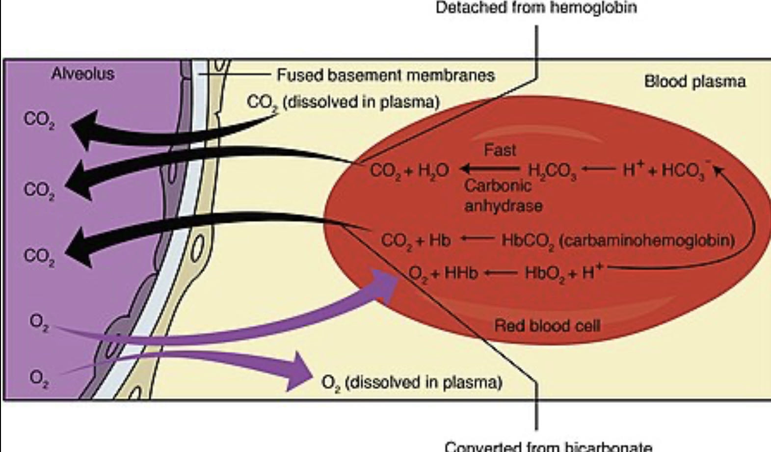 Haldane effect - Zoology - Notes - Teachmint