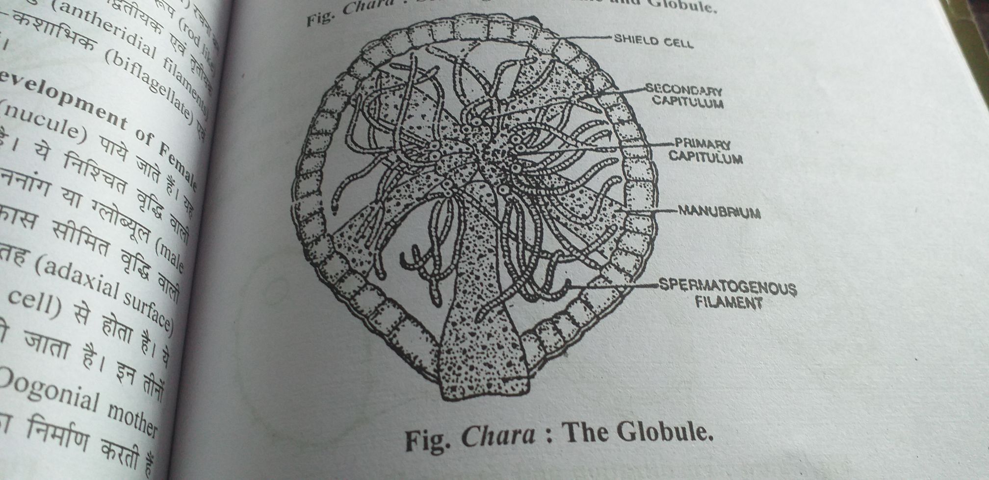 IMG-20220113-100919.jpeg - Botany - Notes - Teachmint