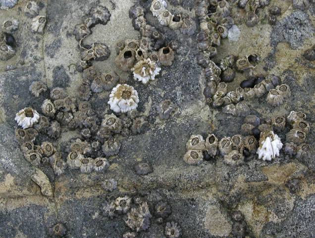 Barnacles - BIOLOGY - Notes - Teachmint