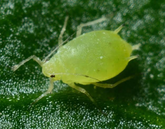 Aphid - BIOLOGY - Notes - Teachmint