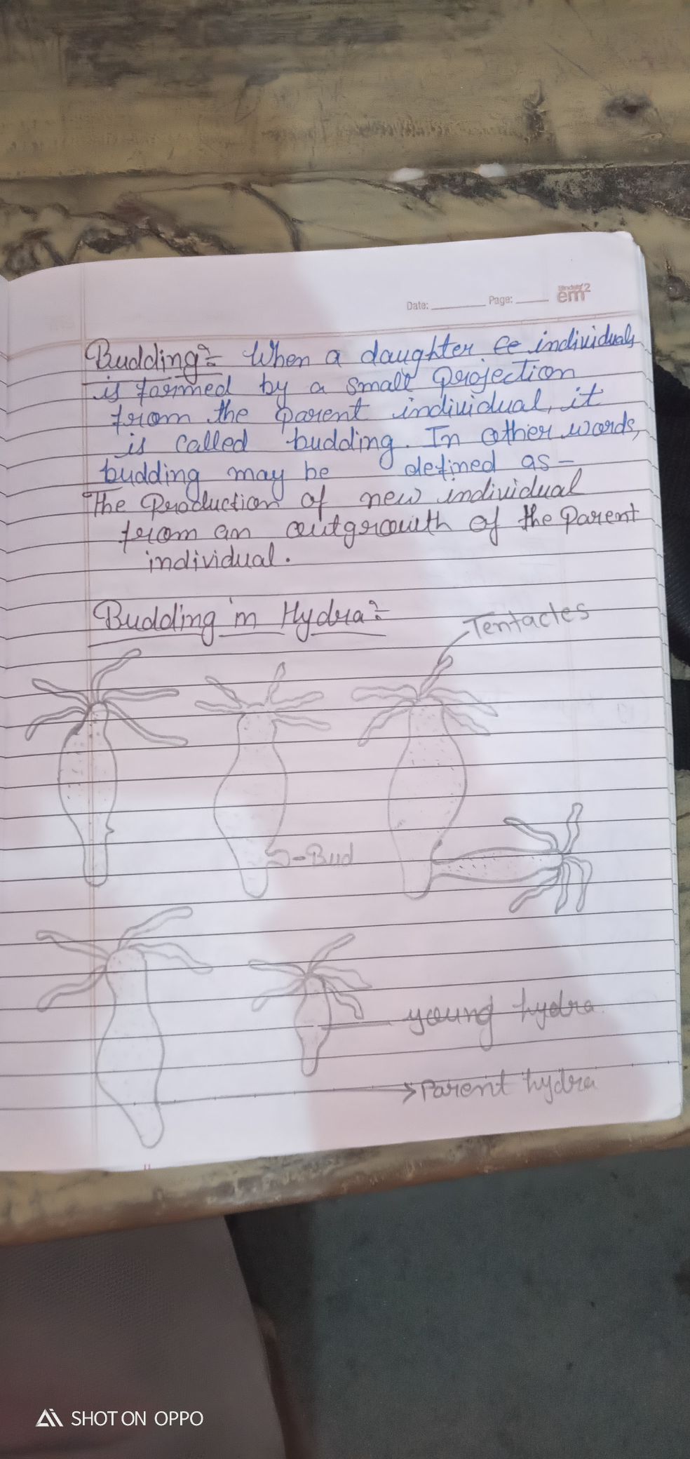 Budding - Computer - Notes - Teachmint