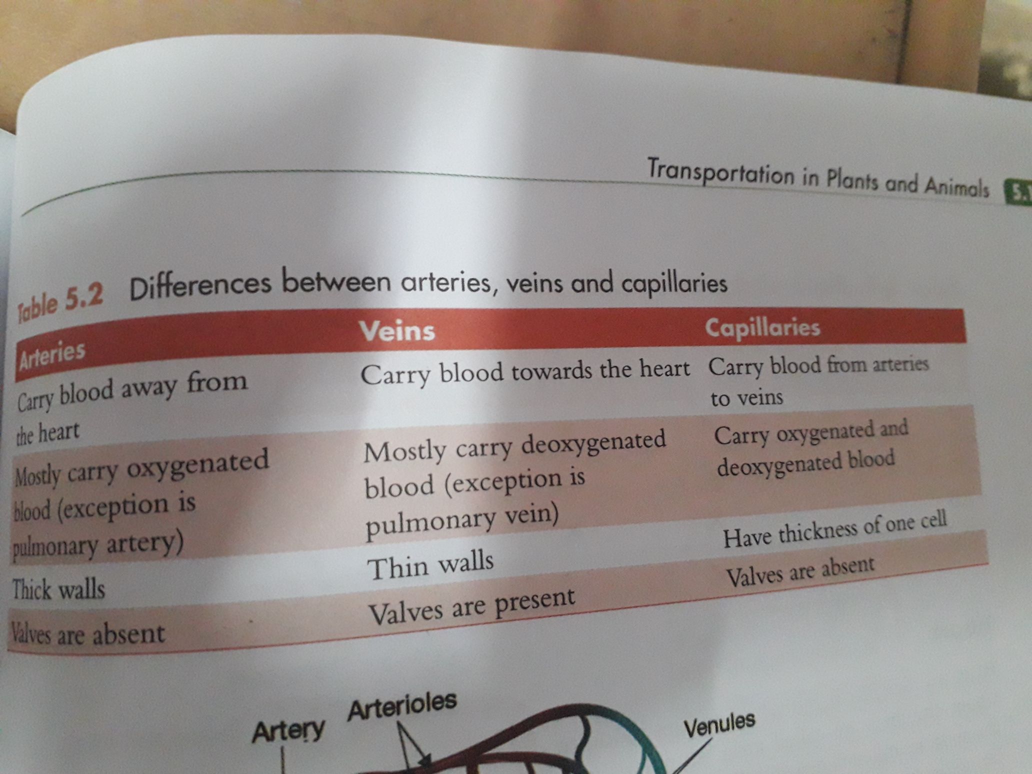 Blood And Blood Vessels - BIOLOGY - Assignment - Teachmint