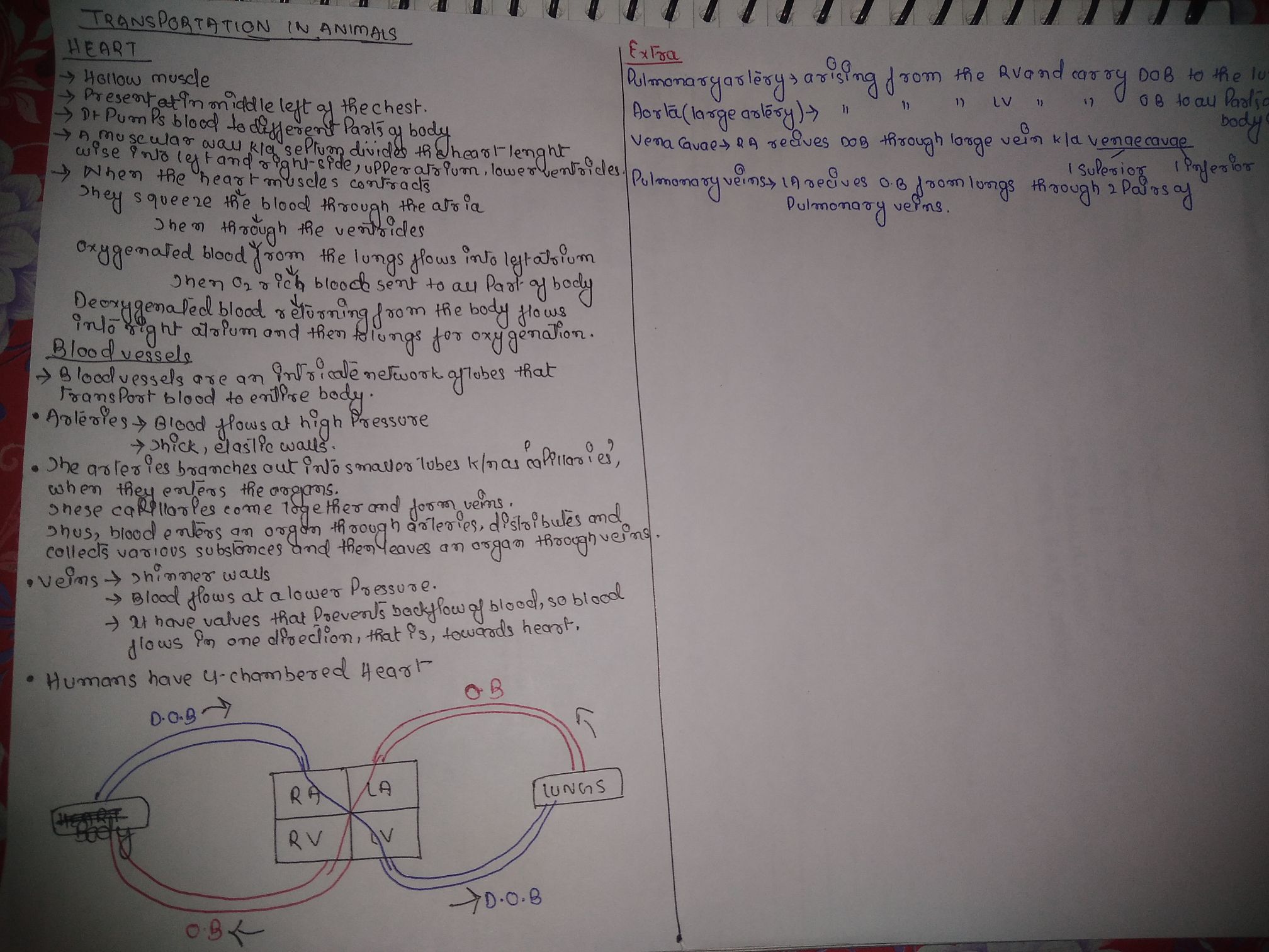 Transportation In Animals - Science - Notes - Teachmint