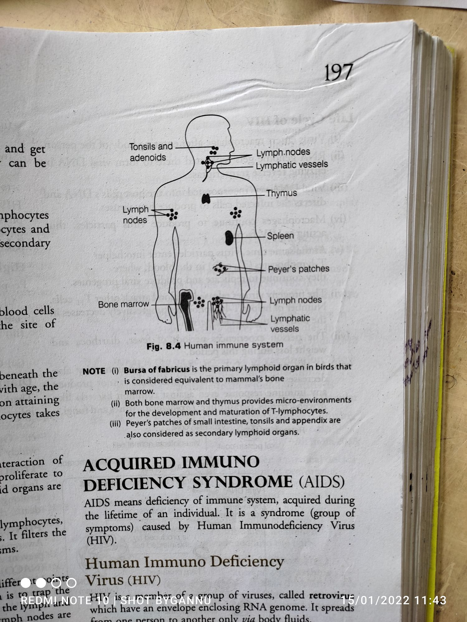 Human Immune System - Biology - Assignment - Teachmint