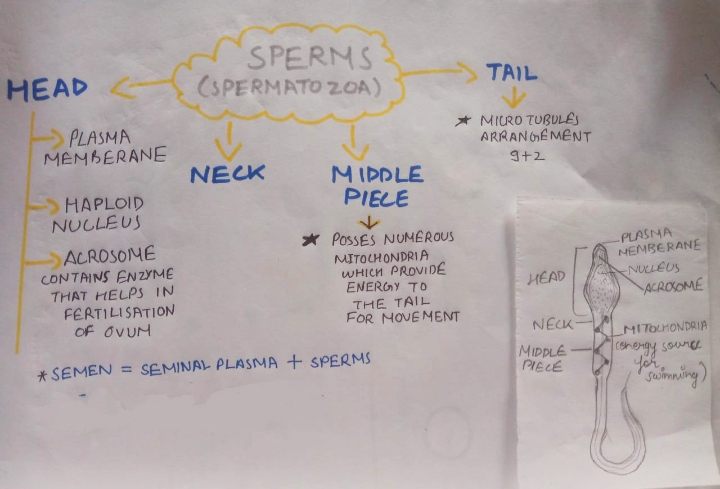 Human Reproduction - Biology - Notes - Teachmint