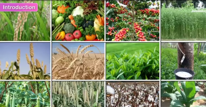 Crops - Social Science - Notes - Teachmint