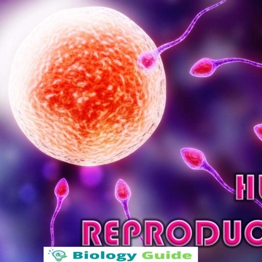 HUMAN REPRODUCTION 1 - Biology - Notes - Teachmint