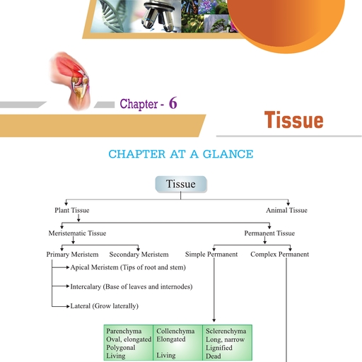 Animal Tissues - English - Notes - Teachmint