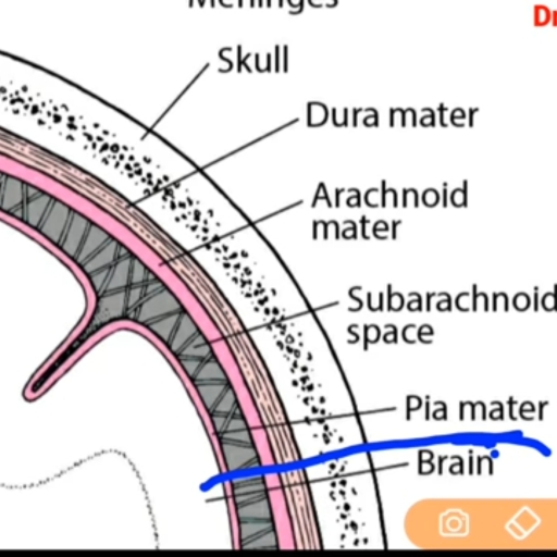Layer Of Meaning - Anatomy And Physiology - Free PDF Download 2026