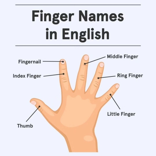 Finger Names - English - Notes - Teachmint
