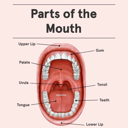 Parts of the Mouth - English - Notes - Teachmint